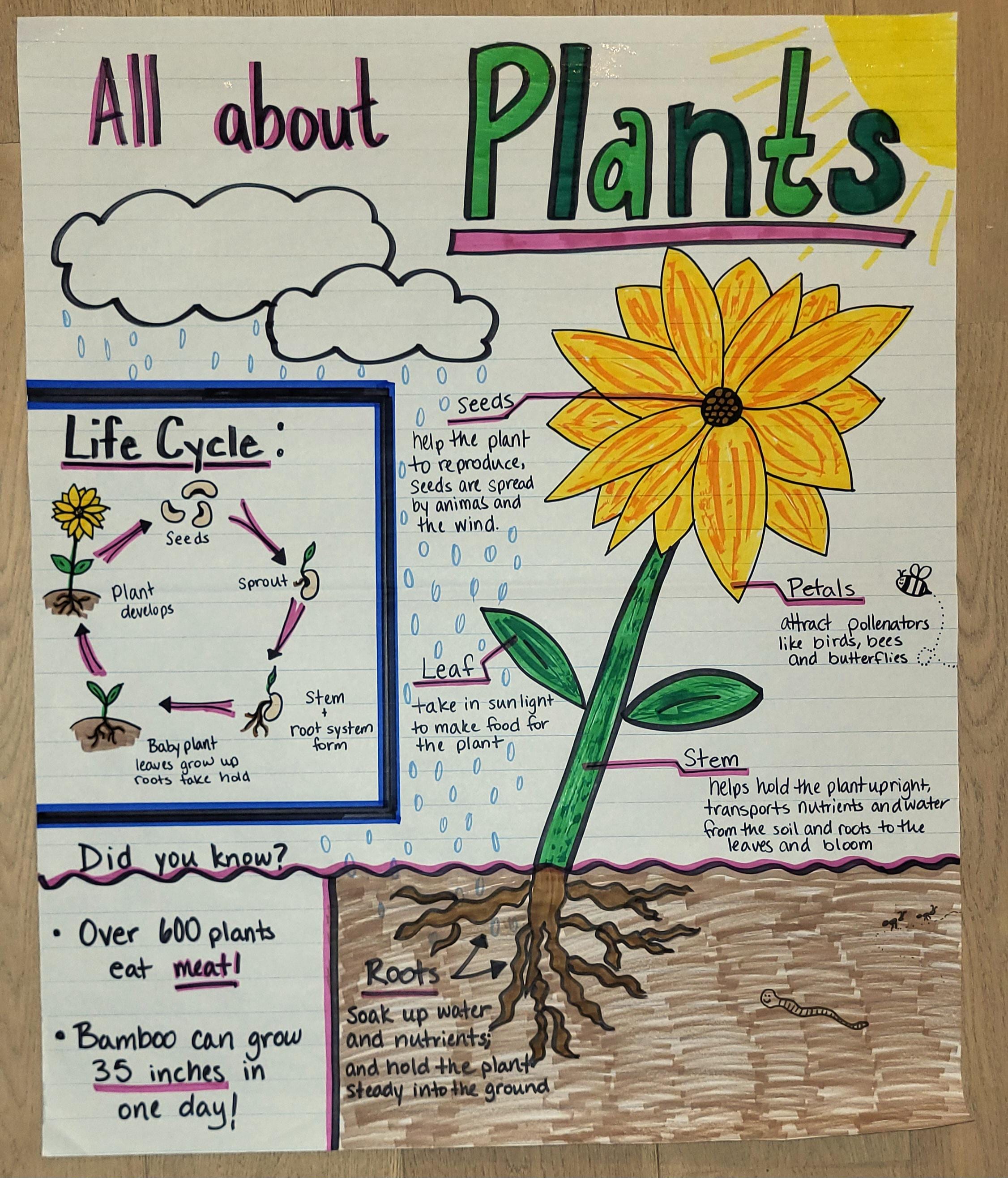 All About Plants Anchor Chart - Etsy