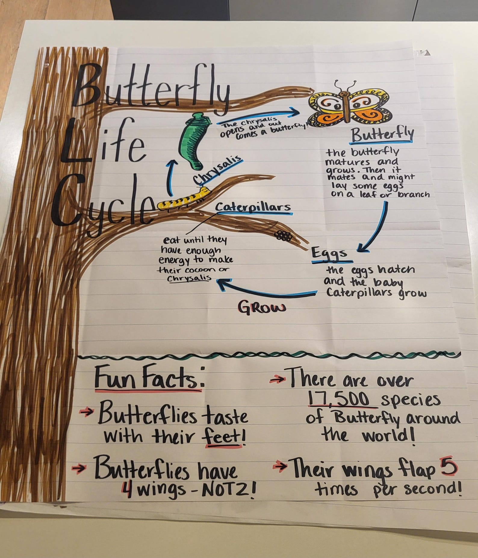 Butterfly Life Cycle Anchor Chart - Etsy