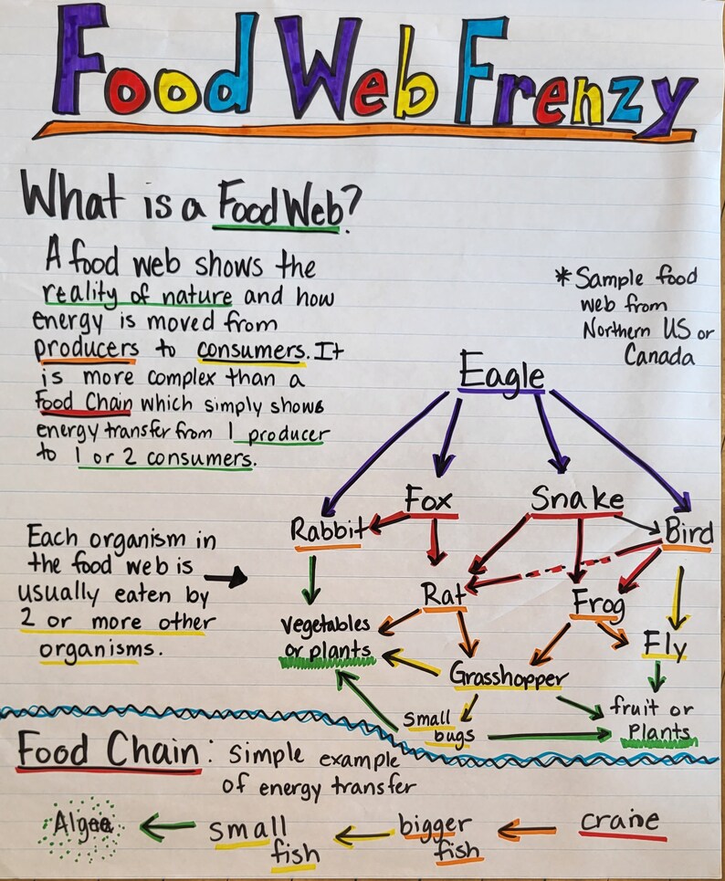 Food Web Frenzy Anchor Chart - Etsy