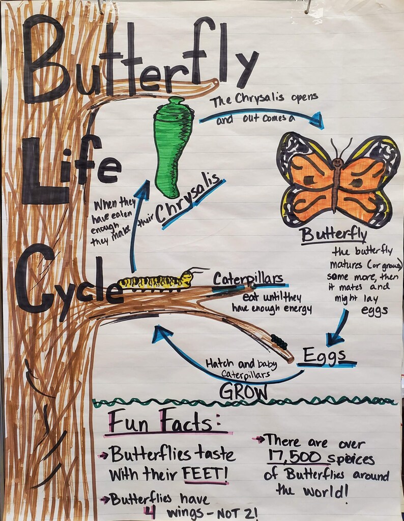 Butterfly Life Cycle Anchor Chart - Etsy