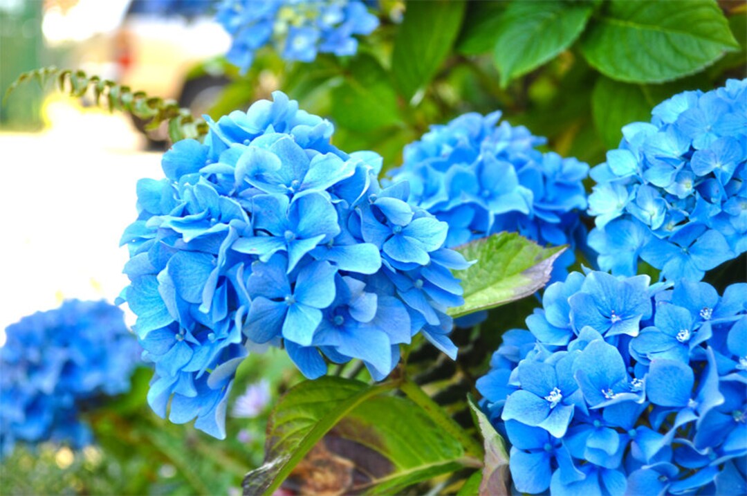 Blue Hydrangeas, Color Photograph, Blue and Green, 8 X 10 Fine ...