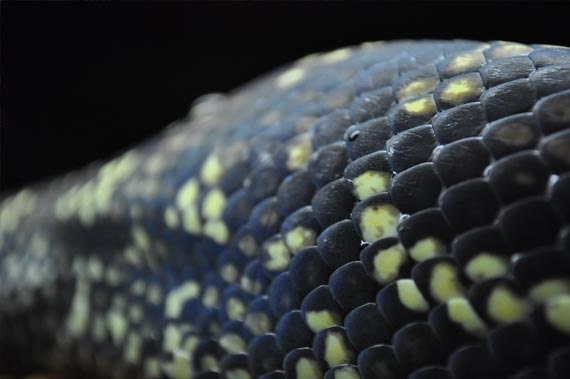 Snake Scales Photo, Macro Photograph, Black and Yellow, Fine ...