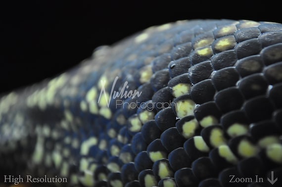 Black And Yellow Python