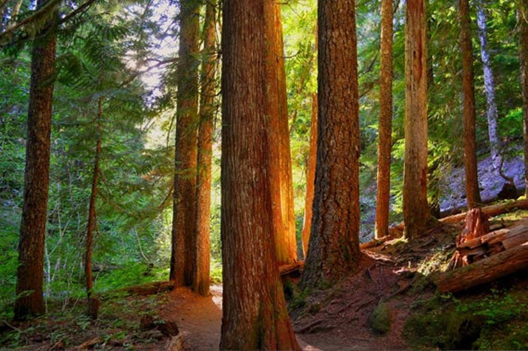 Oregon Woods Photo, HDR Photograph, Orange, Green, Brown, Fine ...