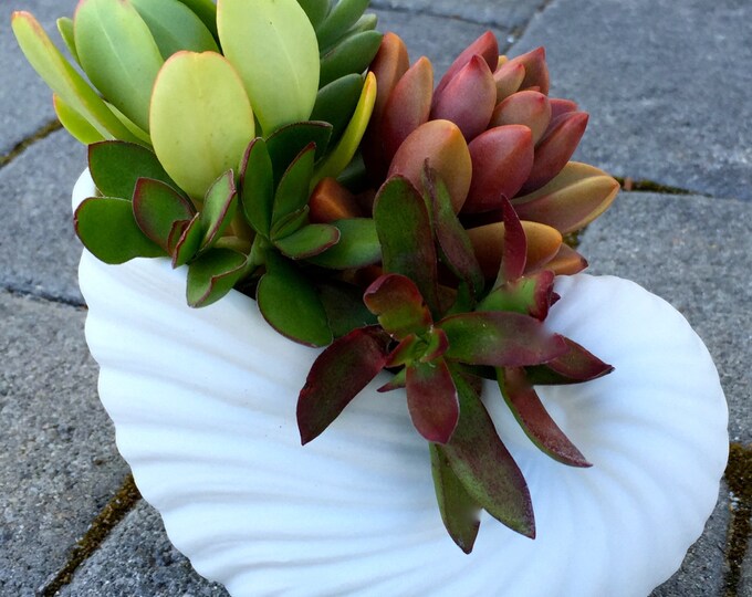 Succulent, Succulent Seashell Planter, Beach Planter, Shell Planter ...