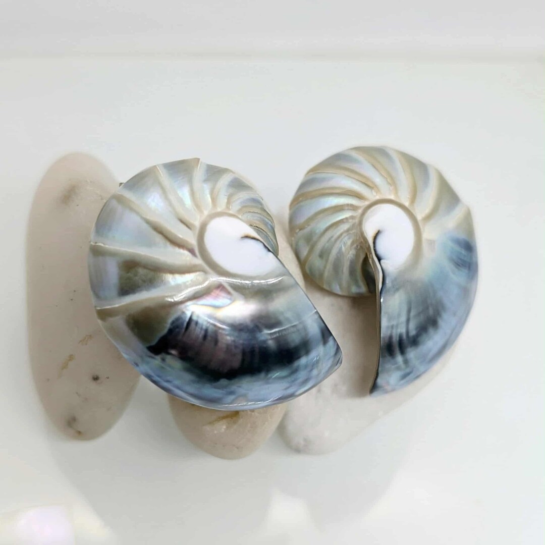 Handmade Nautilus Shell Earrings, Natural Ocean Jewelry, Silver Beach ...