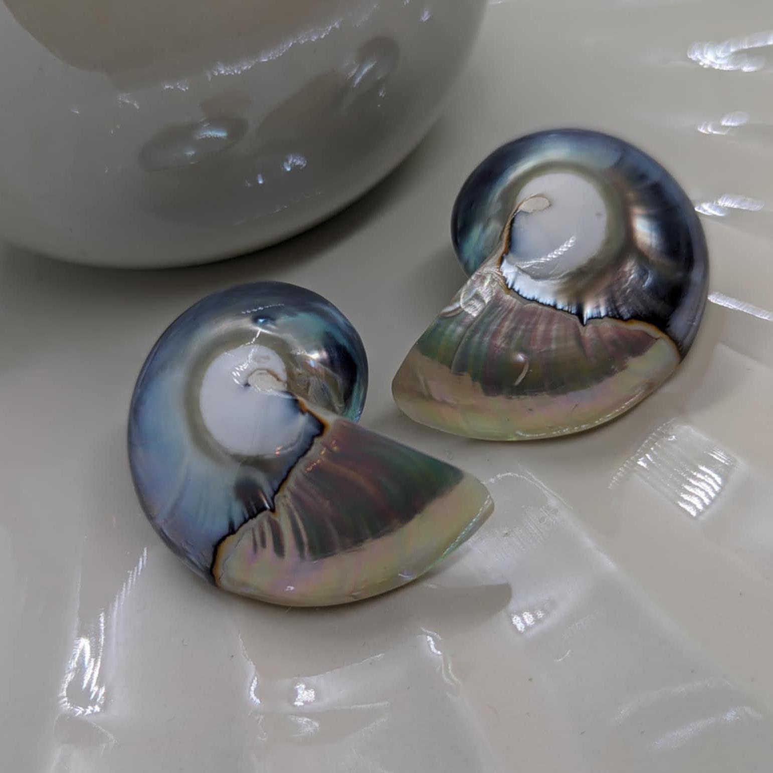 Handmade Nautilus Shell Earrings, Natural Ocean Jewelry, Silver Beach ...