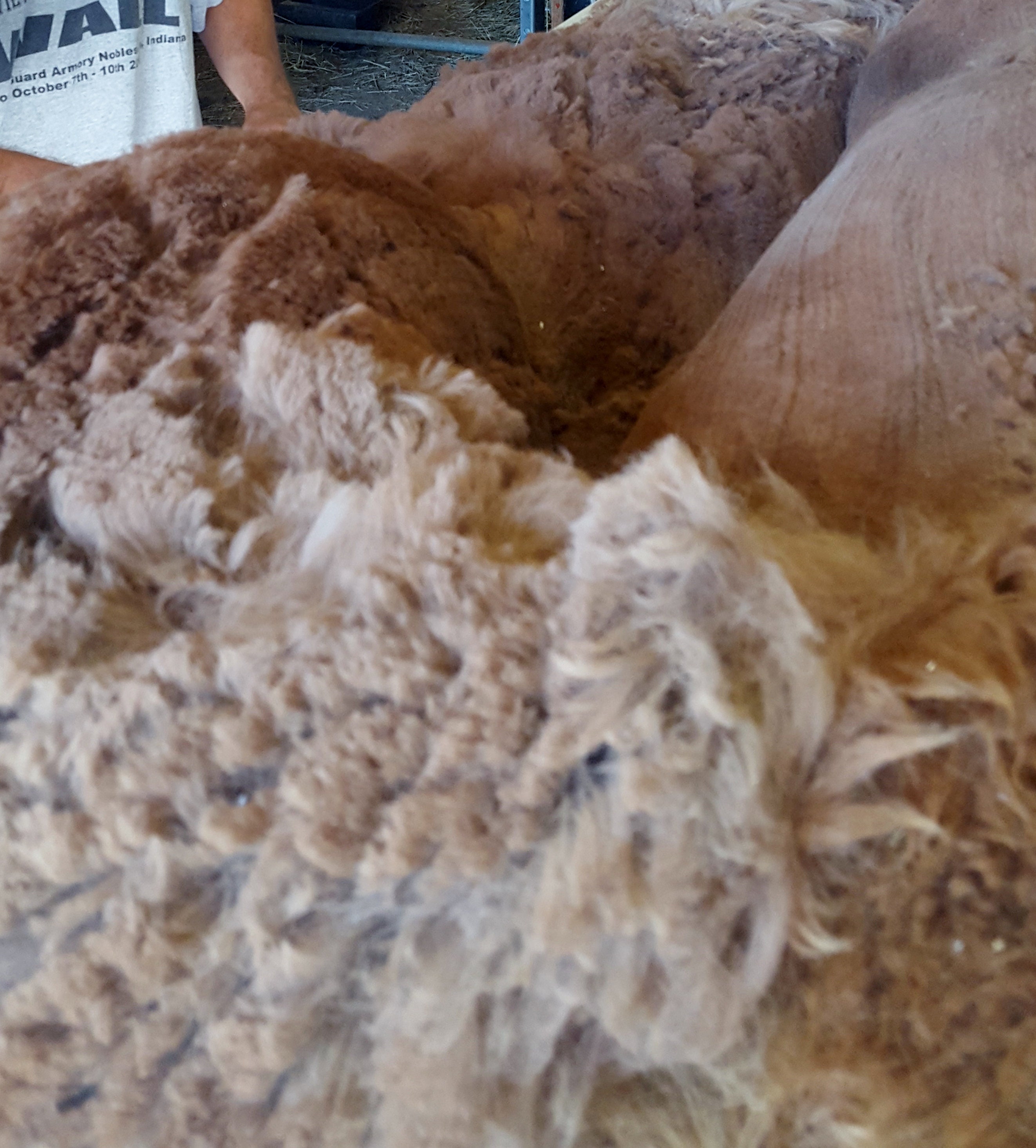 Raw Alpaca Fiber Seconds or Under 3 Inches. 4 Colors to - Etsy