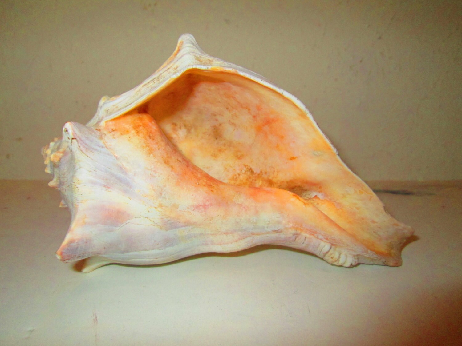 Choice of Vintage Conch Shells - Etsy
