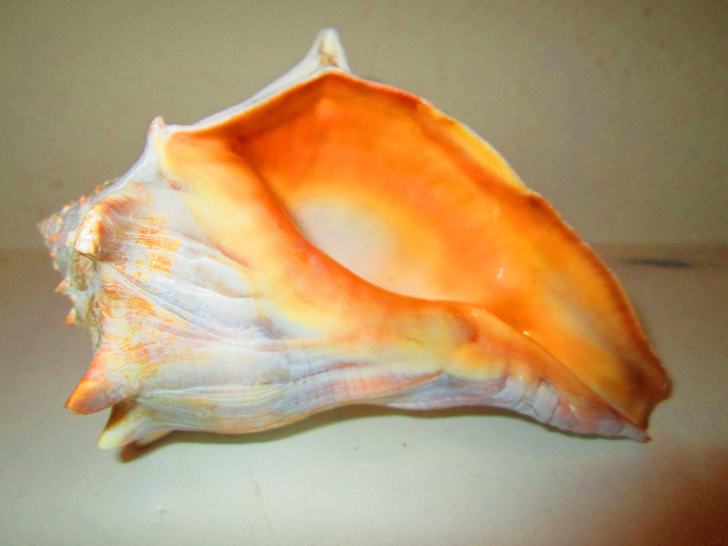 Choice of Vintage Conch Shells - Etsy