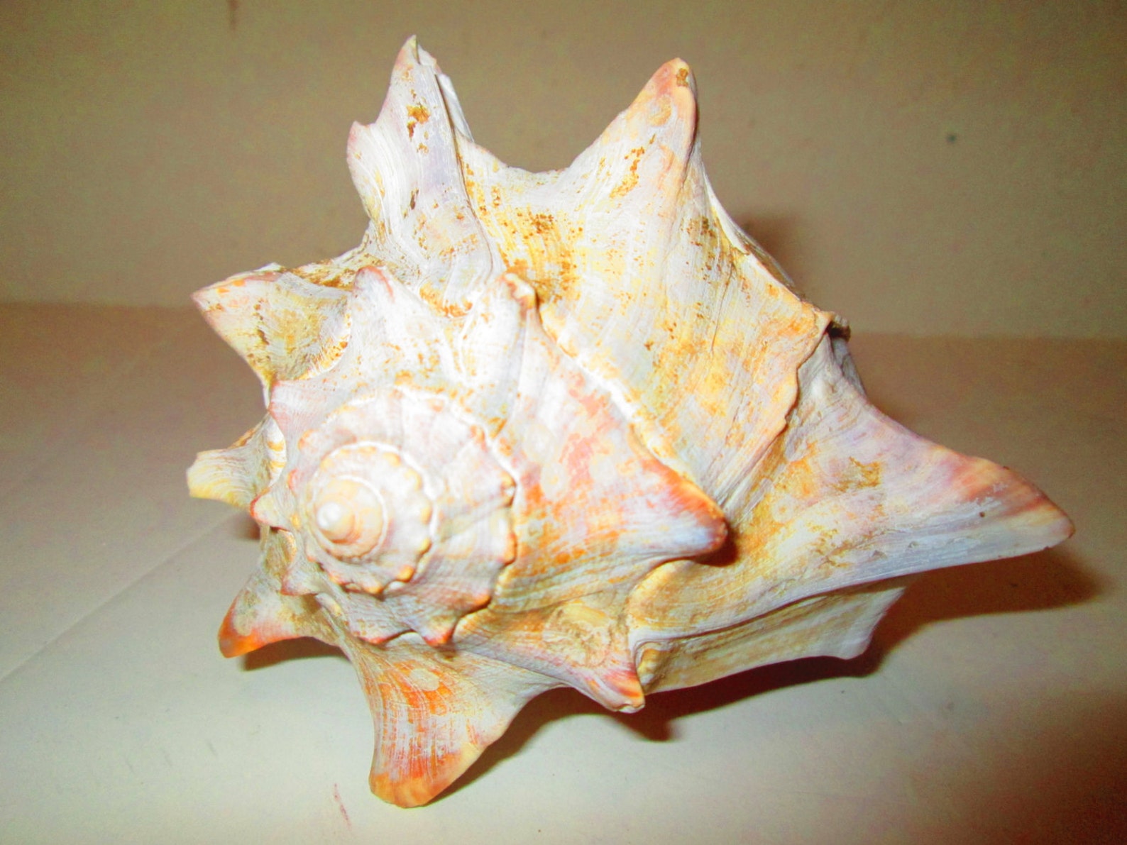 Choice of Vintage Conch Shells - Etsy