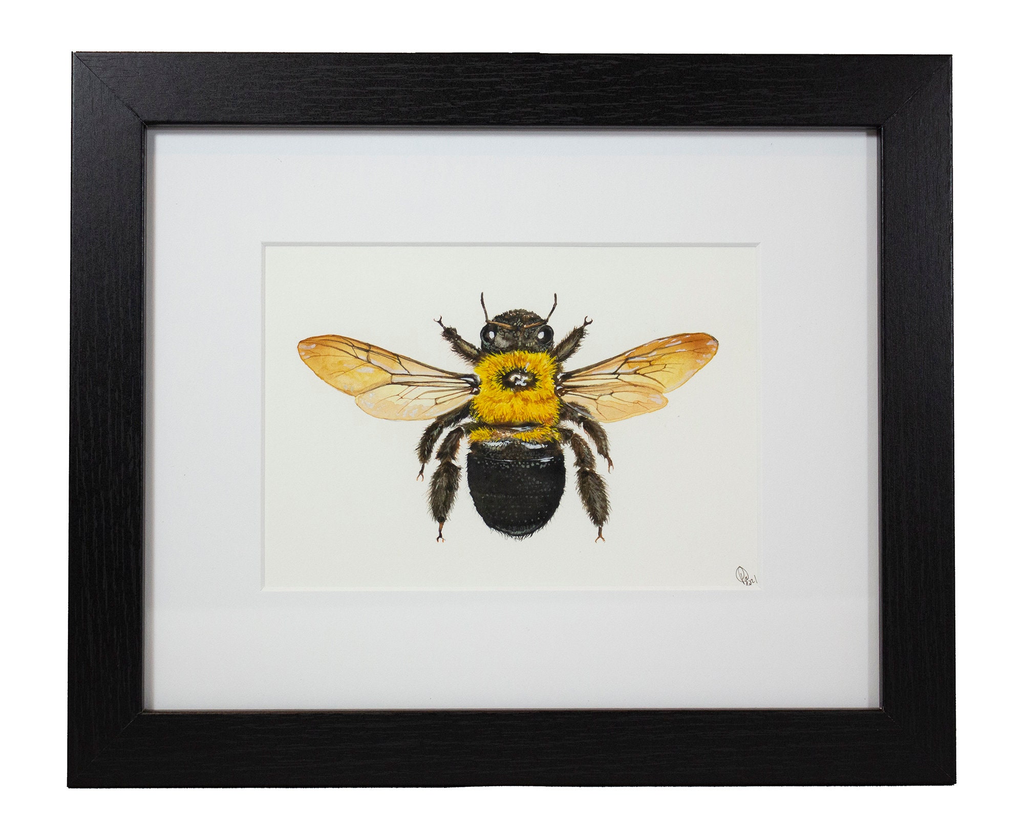 Framed insect paintings and art prints — Otterwell Studio