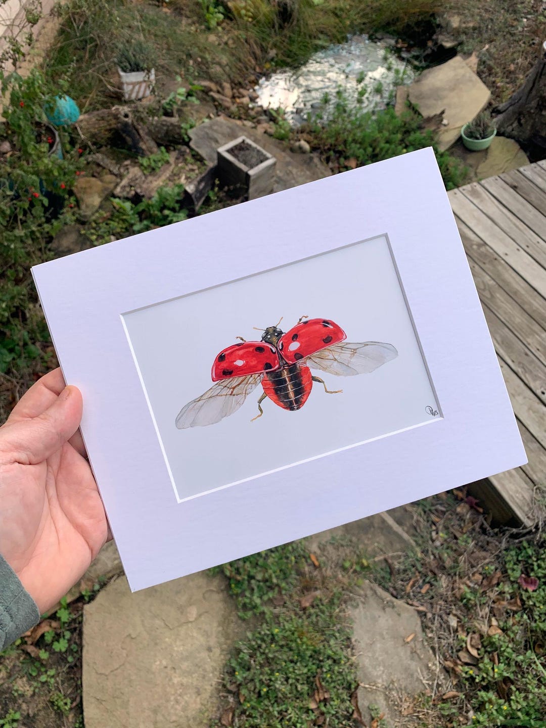 Ladybug Flying Specimen Framed Watercolor - Etsy