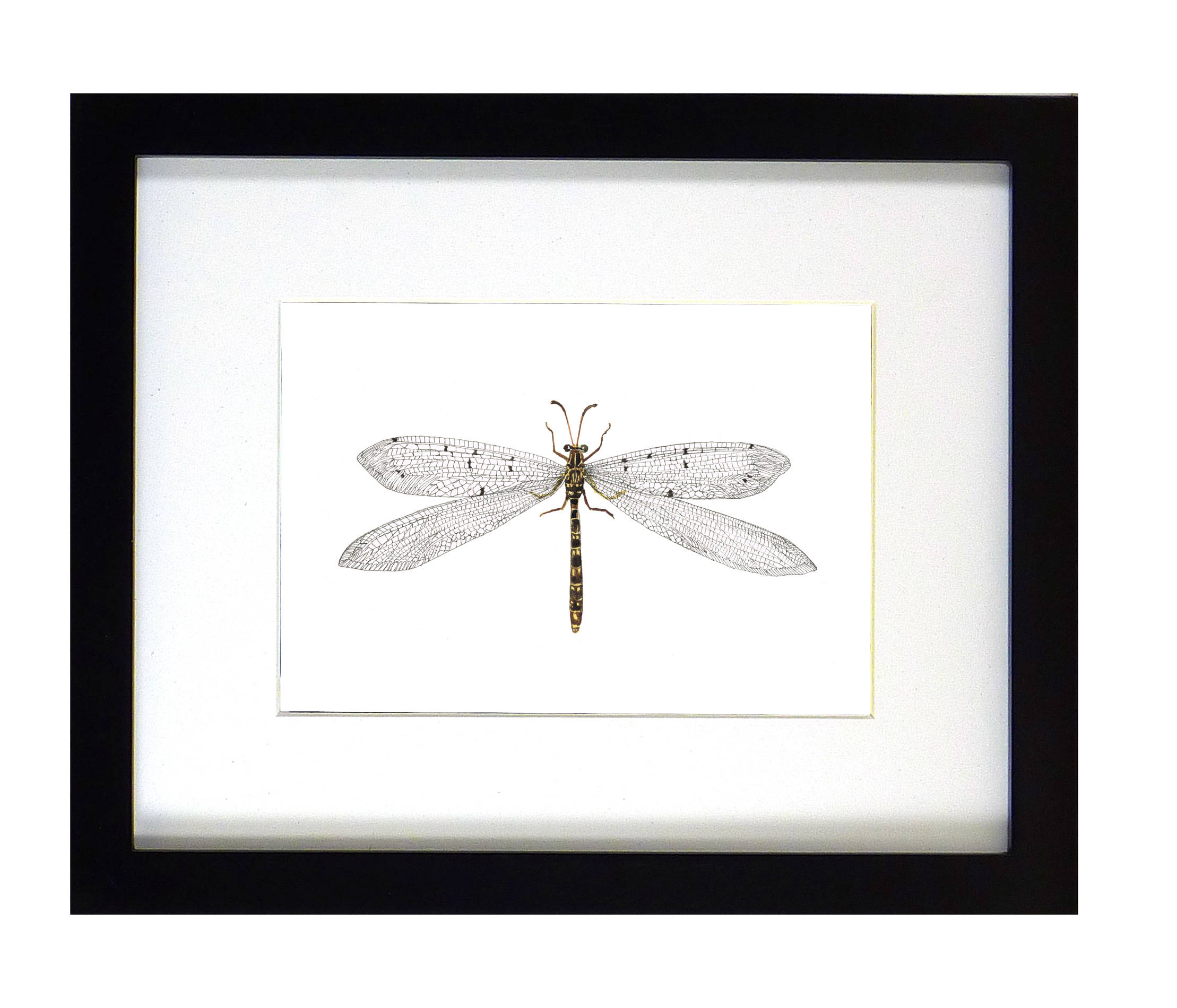Framed insect paintings and art prints — Otterwell Studio