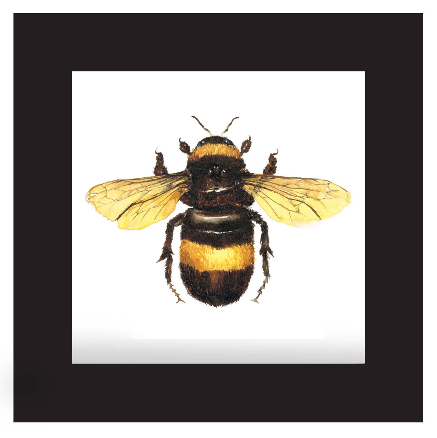 Framed insect paintings and art prints — Otterwell Studio