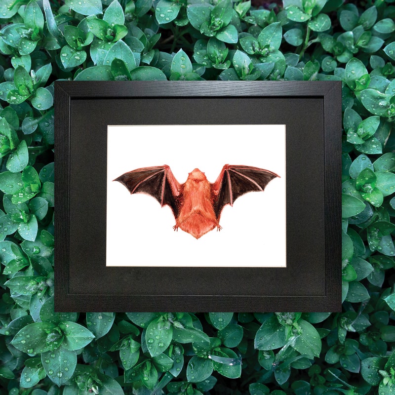 Bat Taxidermy - Etsy