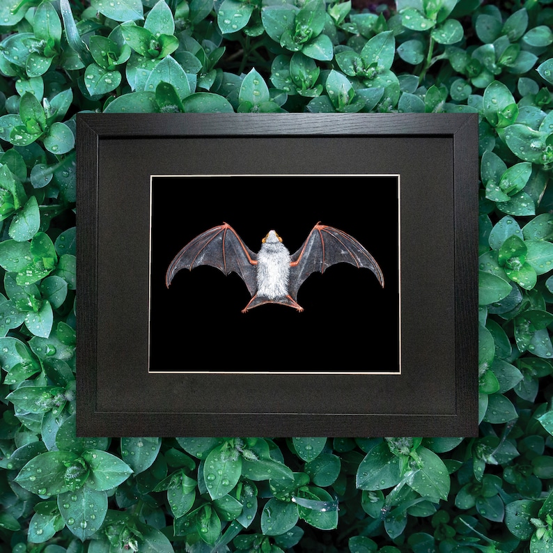 Northern Ghost Bat Watercolor Framed, Framed Ghost Bat Art, Diclidurus ...
