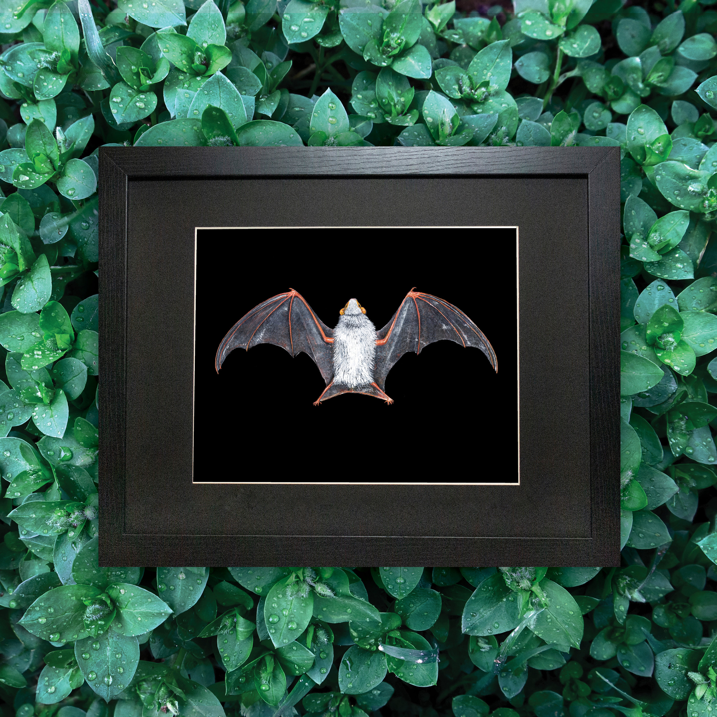Northern Ghost Bat