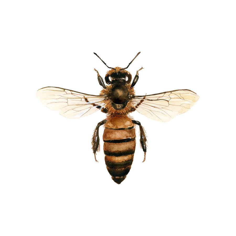 Framed insect paintings and art prints — Otterwell Studio