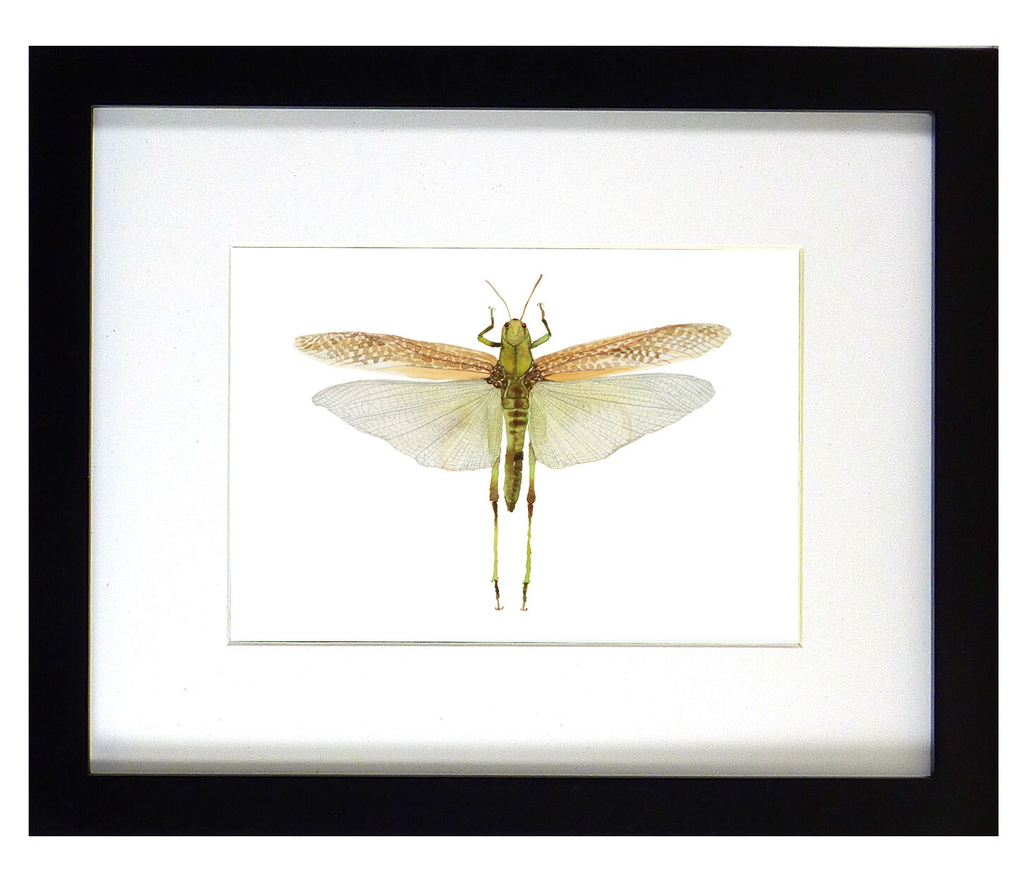 Framed insect paintings and art prints — Otterwell Studio
