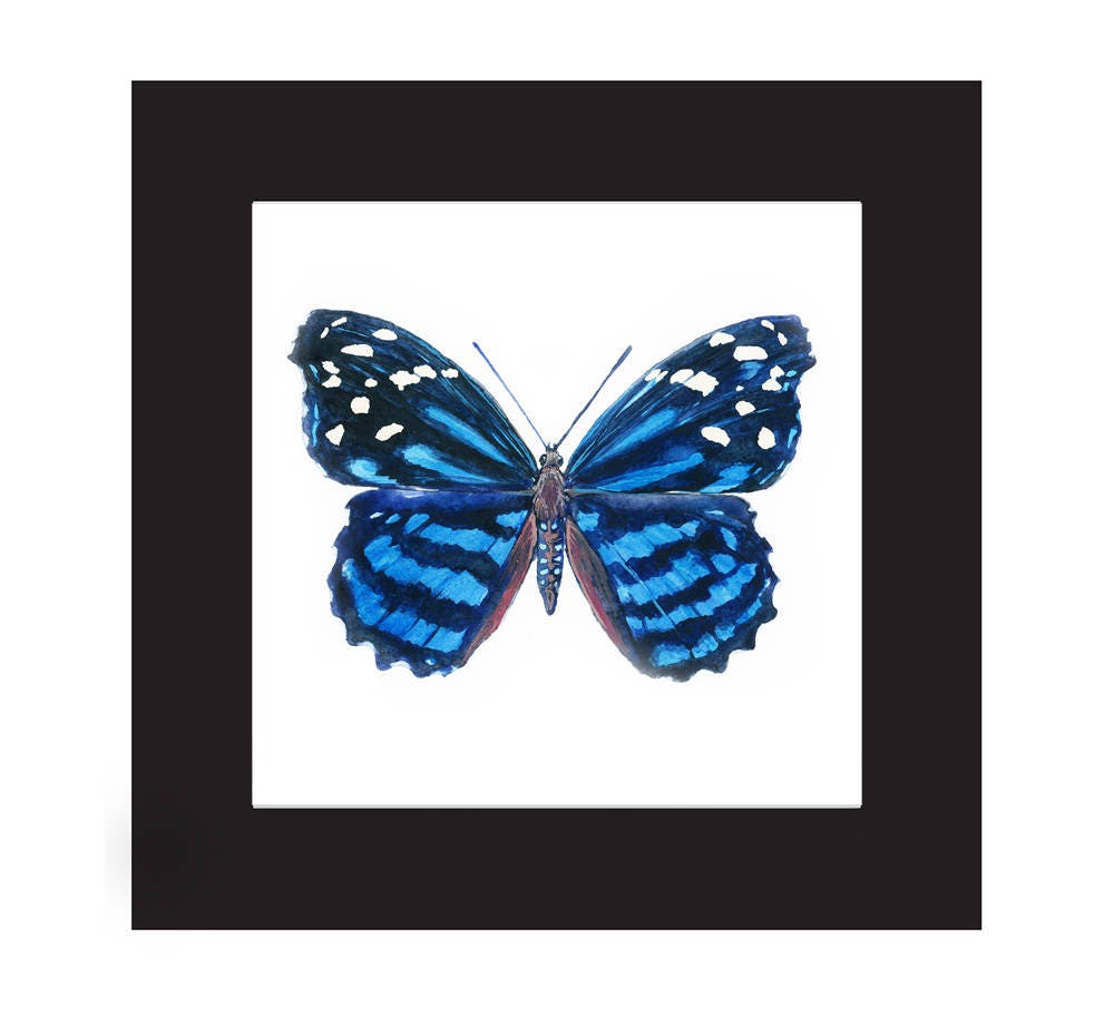 Mexican Blue Wing Butterfly Watercolor Painting, Framed Mexican ...