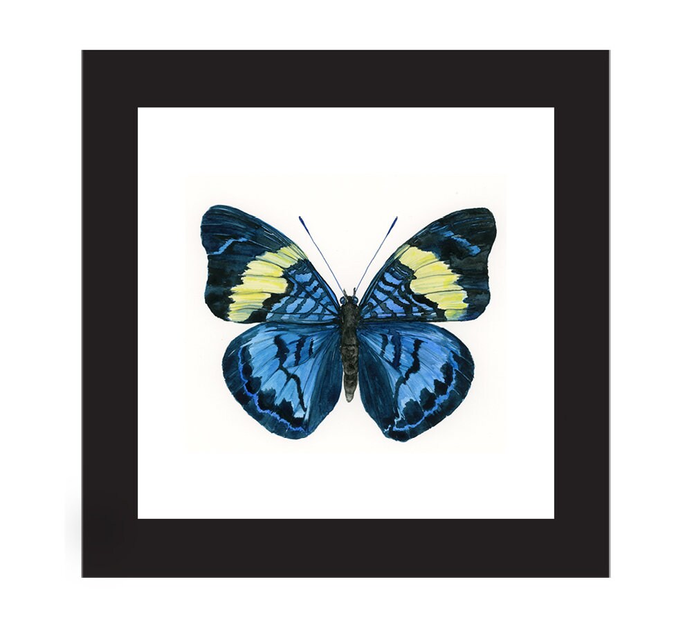 Pet Supplies Urns & Memorials Prola Beauty Butterfly Original ...