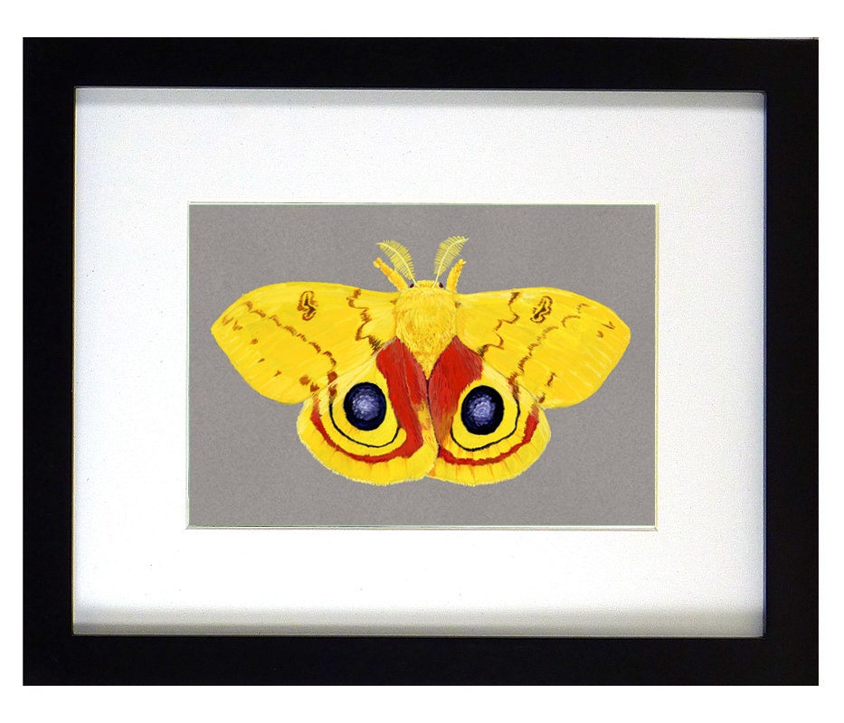 Framed insect paintings and art prints — Otterwell Studio