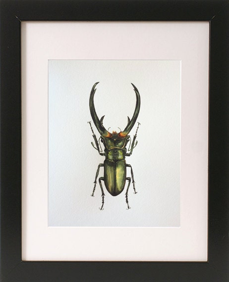 Framed insect paintings and art prints — Otterwell Studio