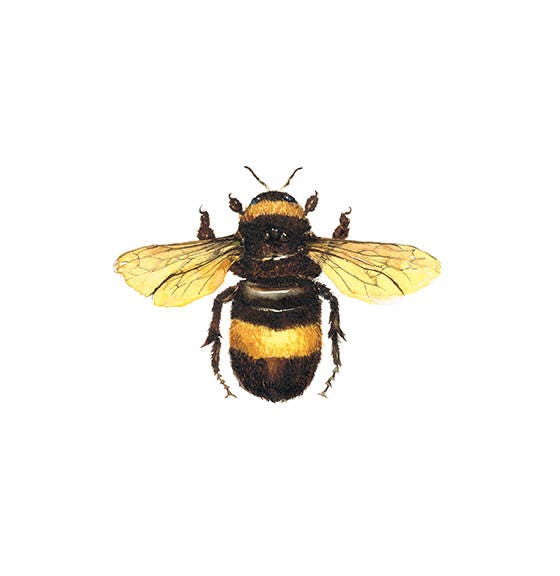 Framed insect paintings and art prints — Otterwell Studio