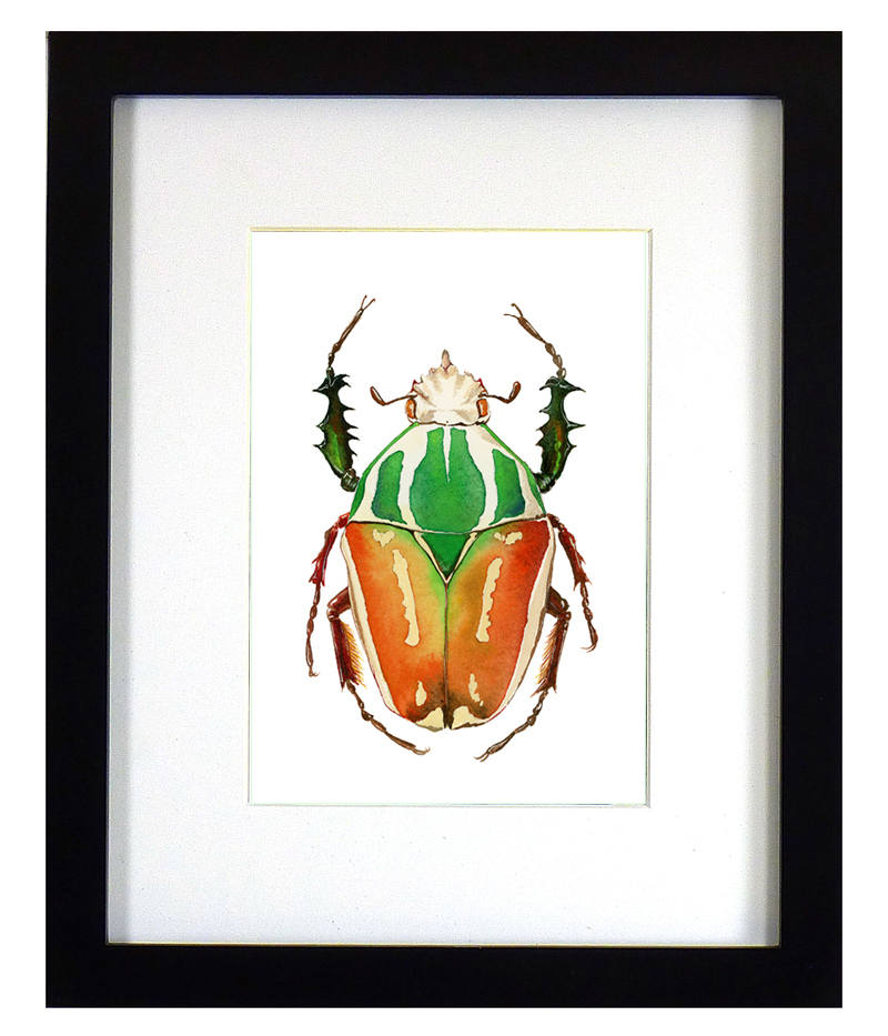 Framed insect paintings and art prints — Otterwell Studio