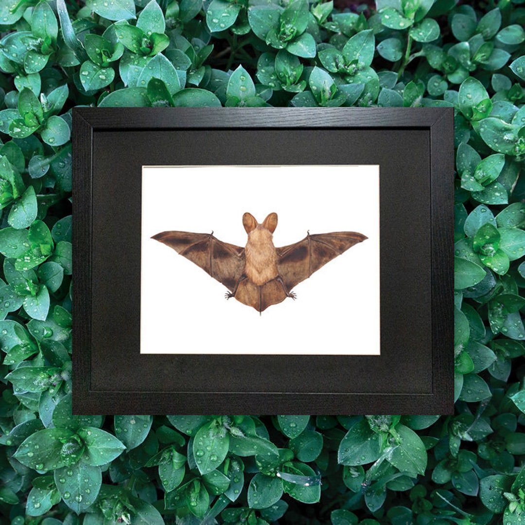 Pallid Bat Watercolor Print, Antrozous Pallidus, Framed Bat Art - Etsy