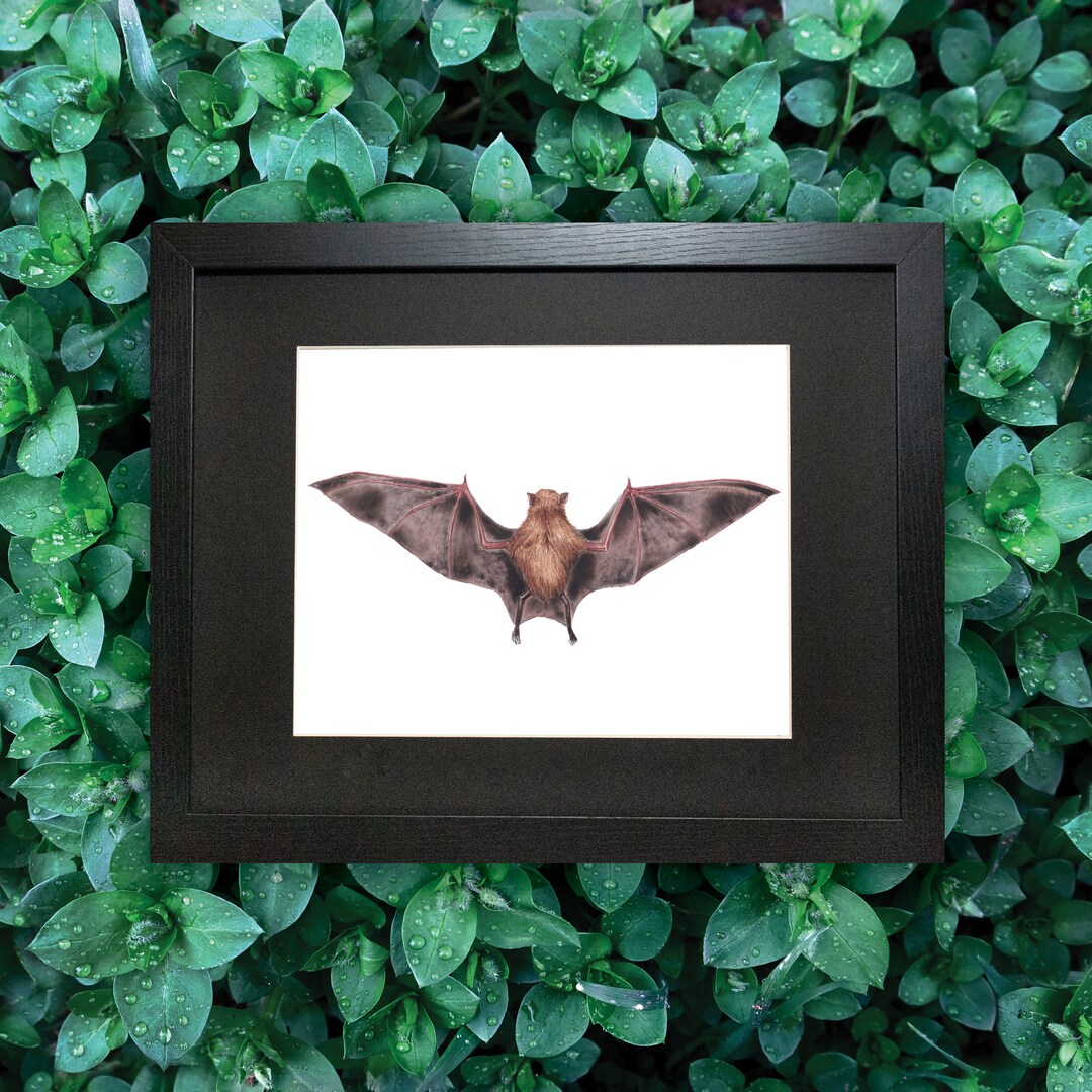 Vampire Bat Watercolor Painting or Desmodus Rotundus Watercolor ...