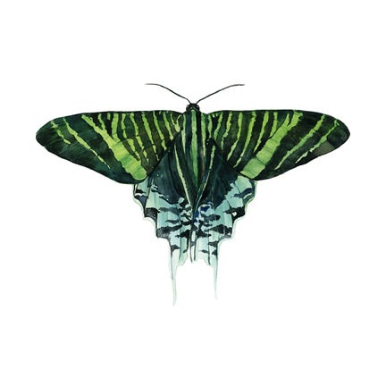 Green-banded Urania Moth mounted Urania leilus Watercolor — Otterwell ...