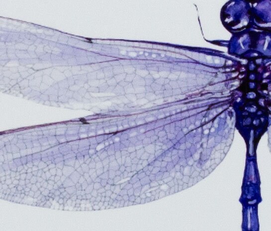 Framed insect paintings and art prints — Otterwell Studio