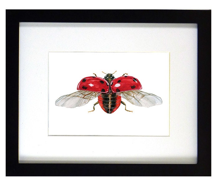 Framed insect paintings and art prints — Otterwell Studio