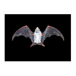 Northern Ghost Bat Watercolor Framed, Framed Ghost Bat Art, Diclidurus ...