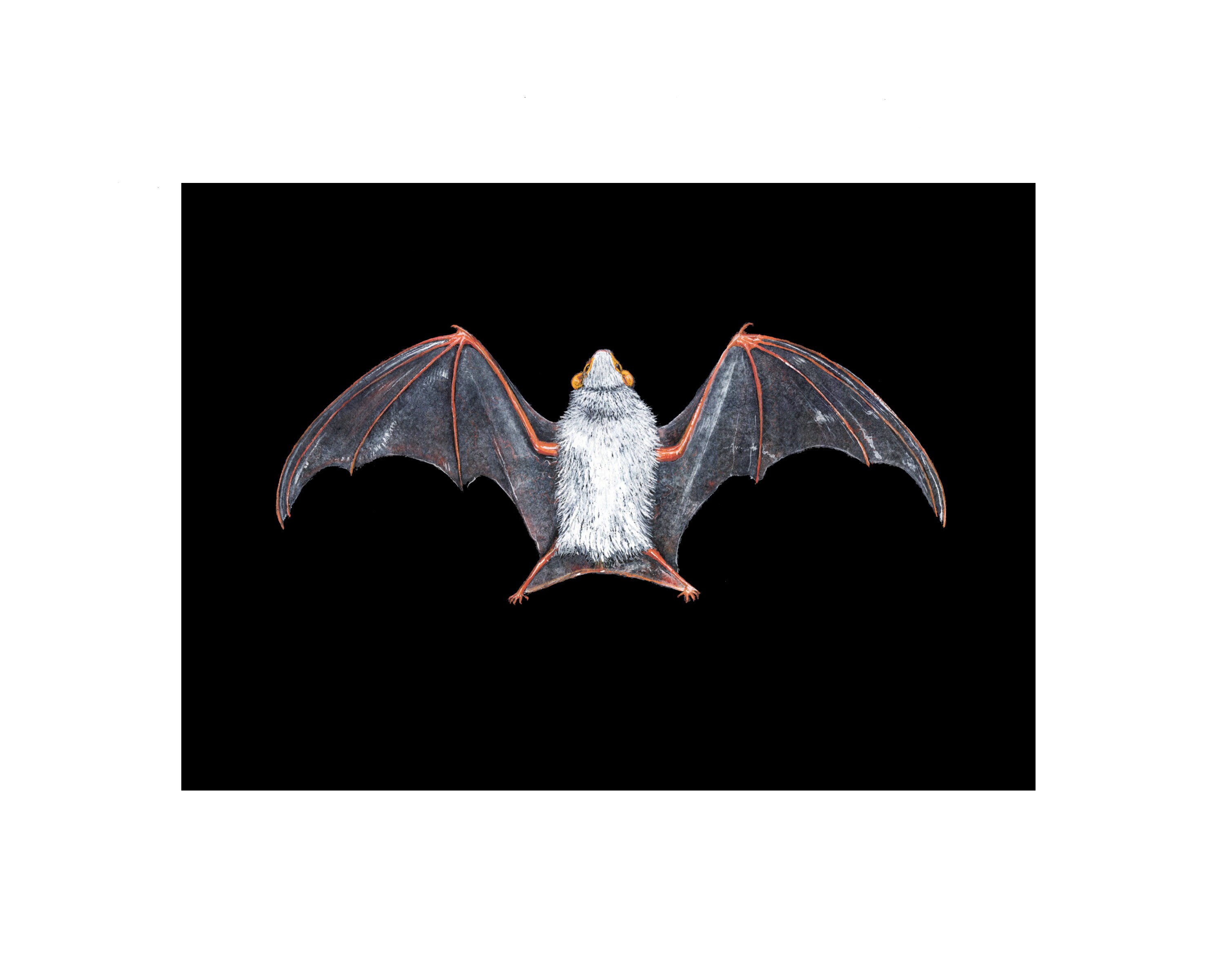 Northern Ghost Bat Watercolor Framed, Framed Ghost Bat Art, Diclidurus ...