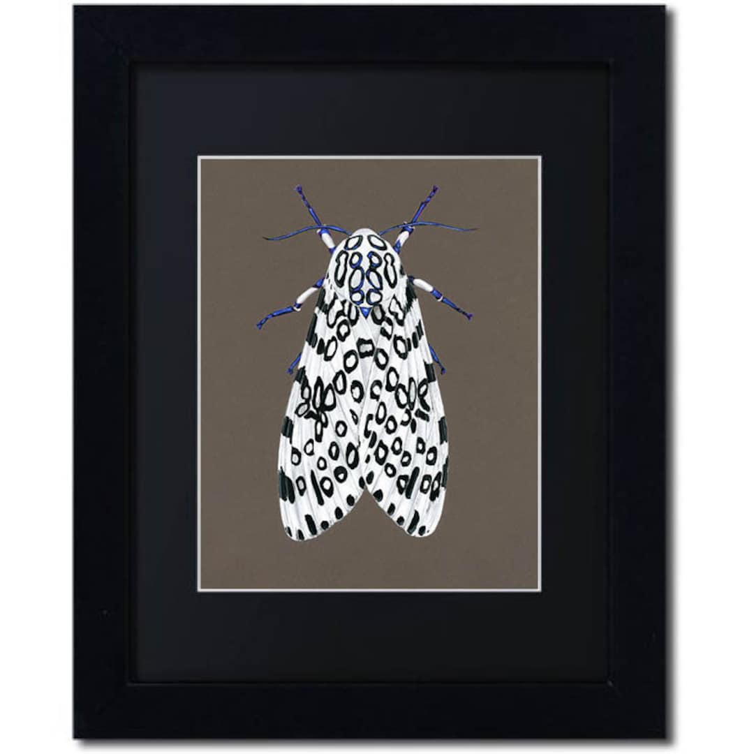 Giant Leopard Moth, Mounted Leopard Moth Art, Framed Moth, White Moth ...