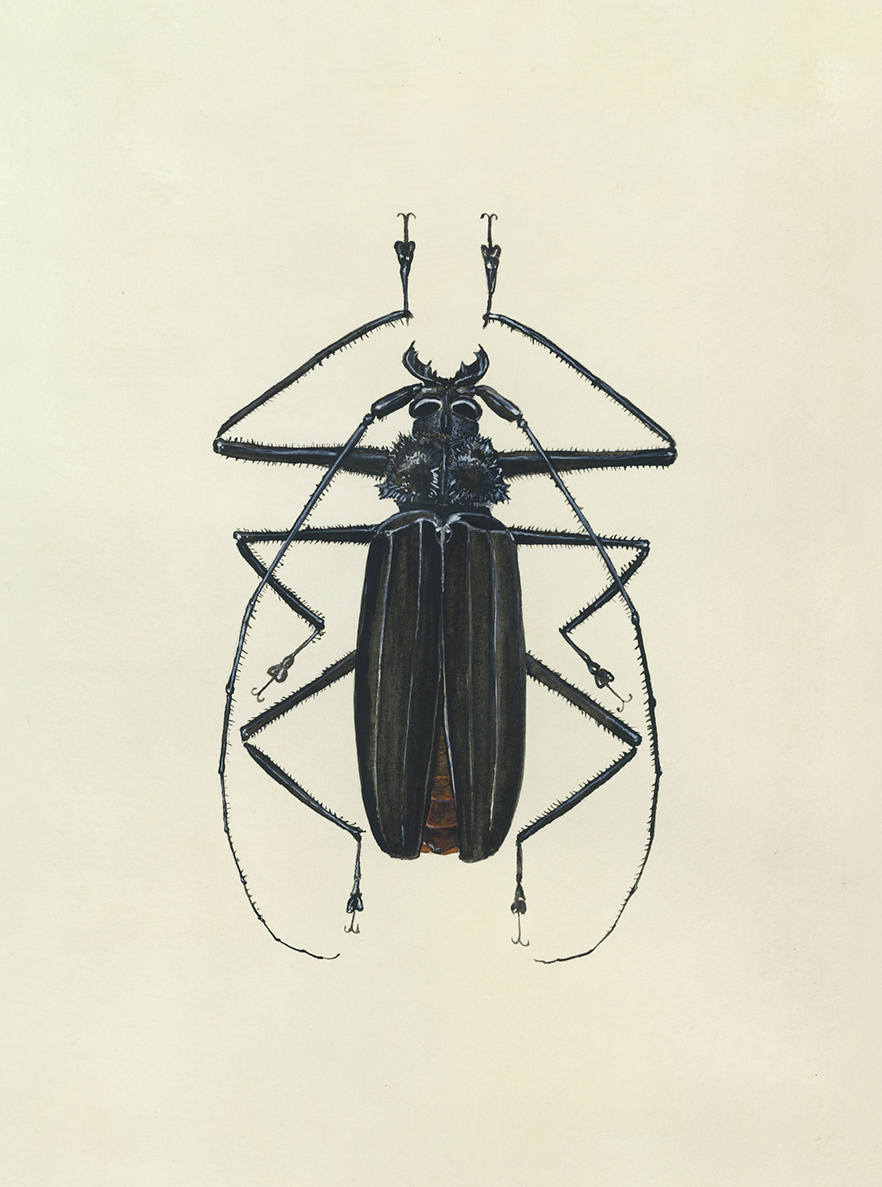 Framed insect paintings and art prints — Otterwell Studio