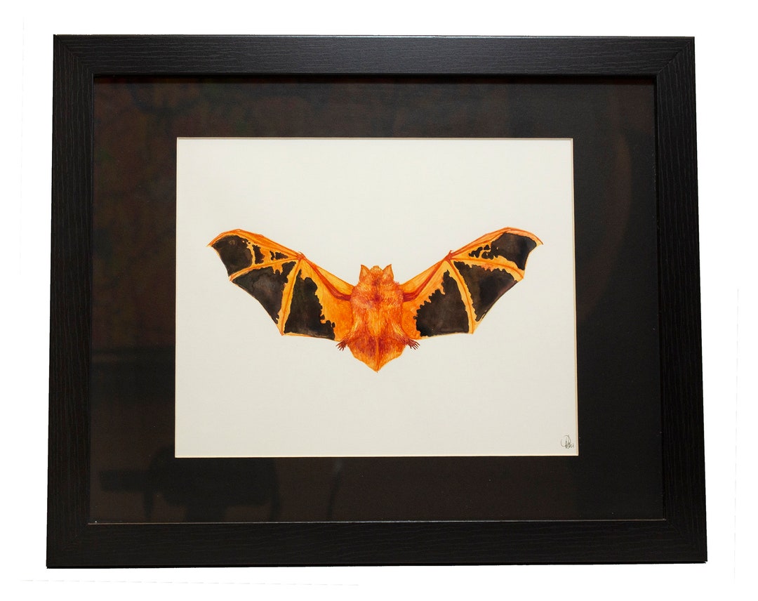 Painted Bat Watercolor Framed, Framed Painted Bat Art, Kerivoula Picta ...