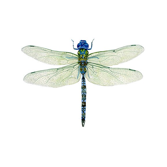 Framed insect paintings and art prints — Otterwell Studio