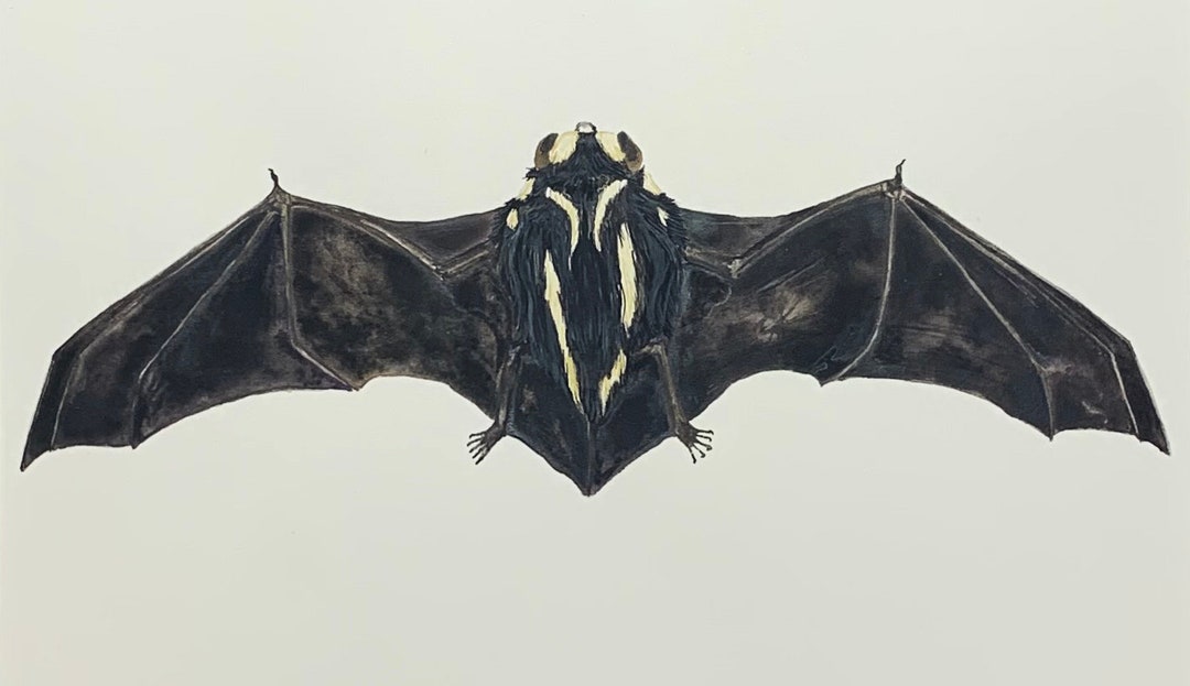 Pied Butterfly Bat Watercolor Painting, Niumbaha Superba Framed ...