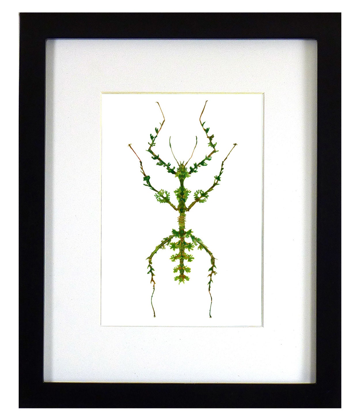 Framed insect paintings and art prints — Otterwell Studio