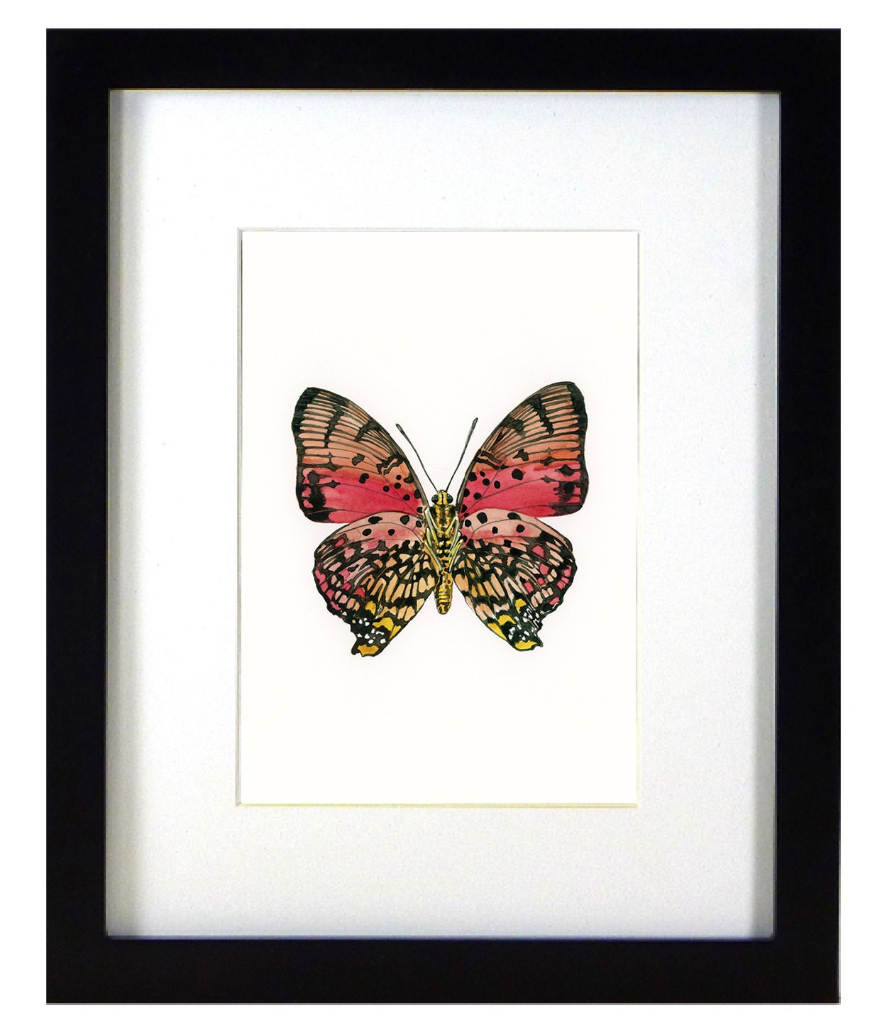 Framed insect paintings and art prints — Otterwell Studio