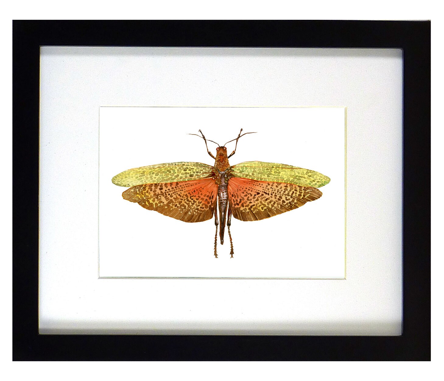 Framed insect paintings and art prints — Otterwell Studio