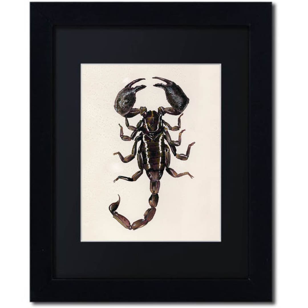 Emperor Scorpion Framed Watercolor Print, Mounted Scorpion Art, Framed ...
