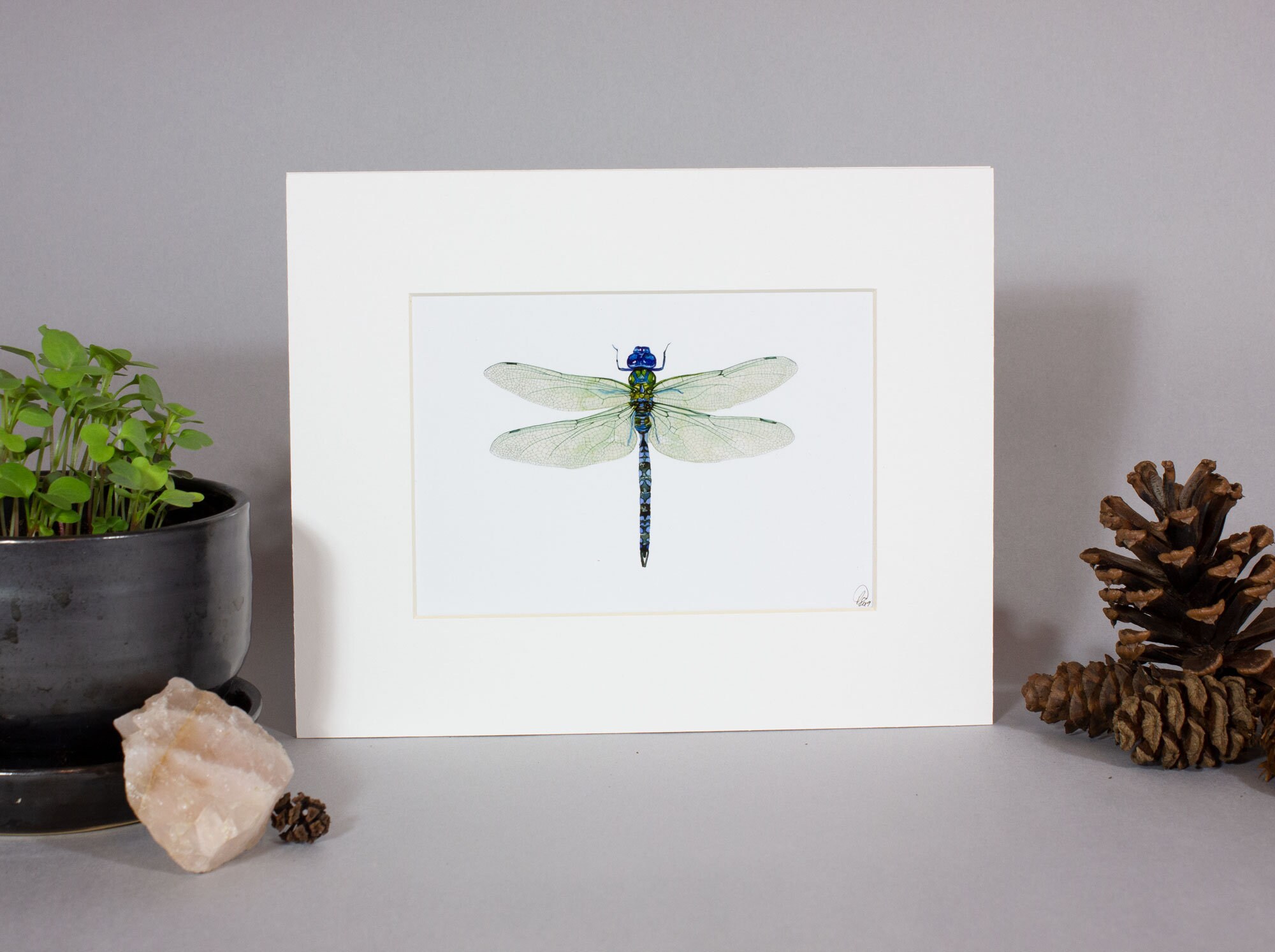 Framed insect paintings and art prints — Otterwell Studio