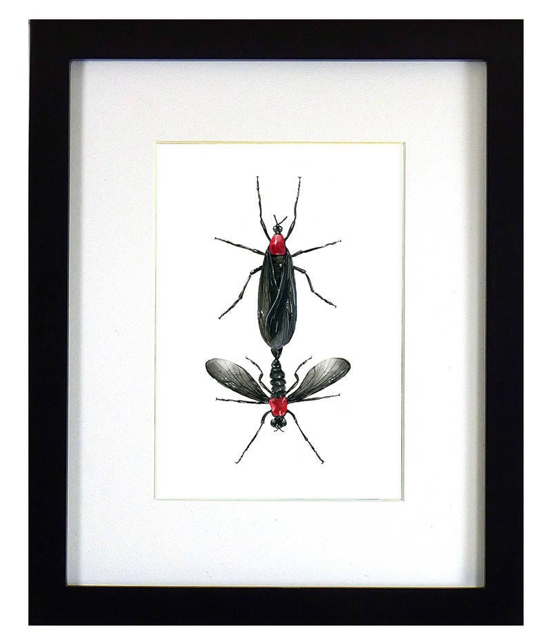 Framed insect paintings and art prints — Otterwell Studio