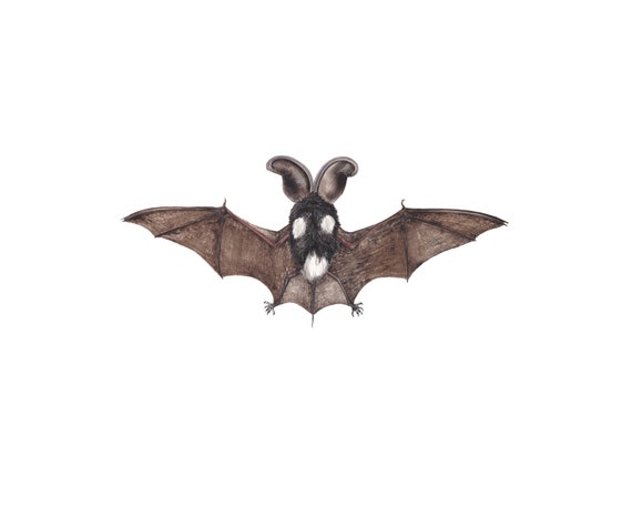 Spotted Bat Flying