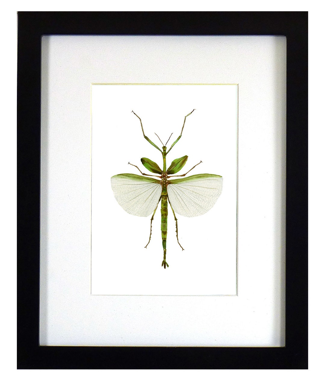 Goliath Stick Insect Watercolor Painting, Framed Walking Stick Painting ...